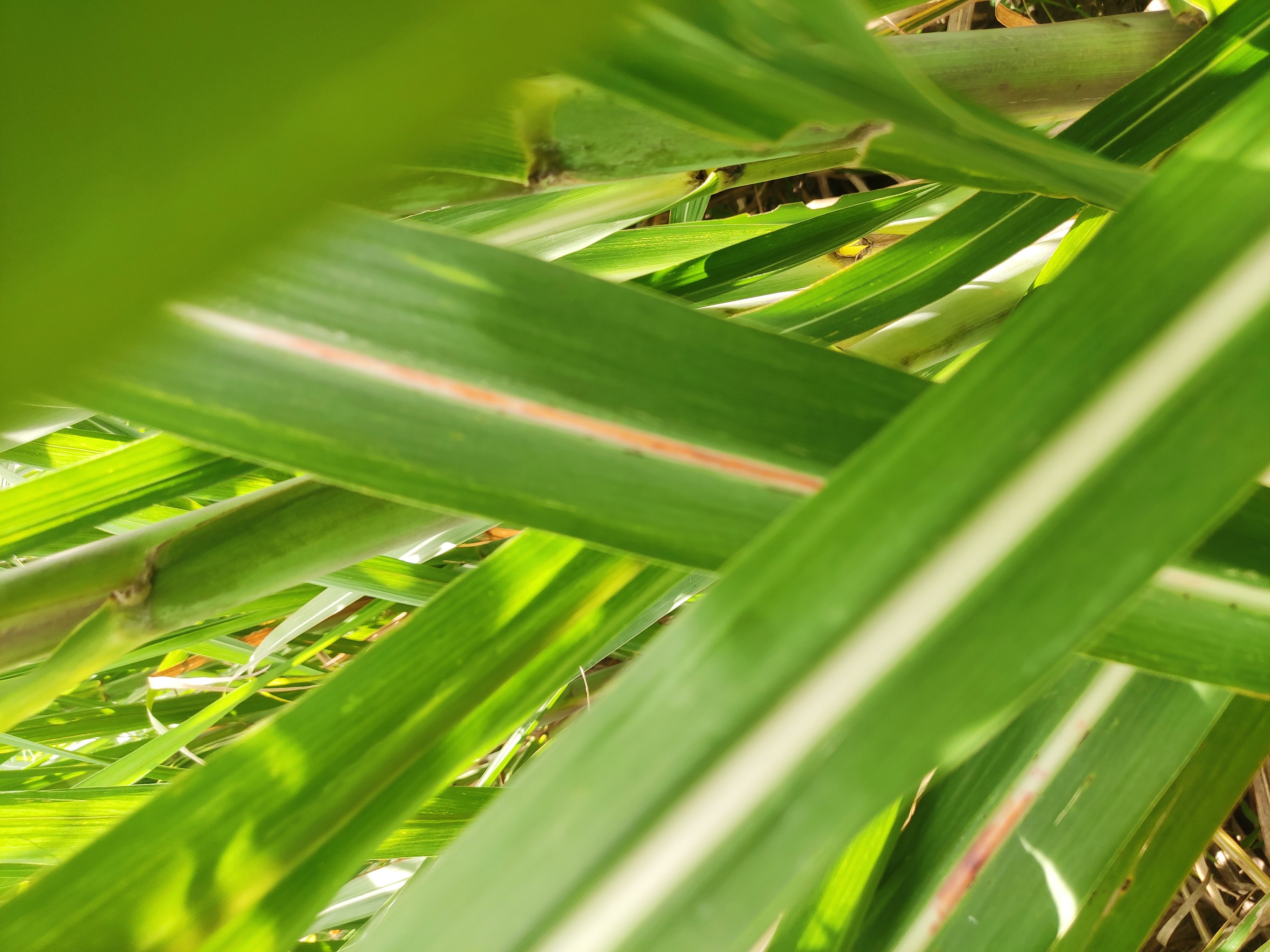 Sugarcane Redrot Object Detection Dataset And Pre Trained Model By Sumanth Sai