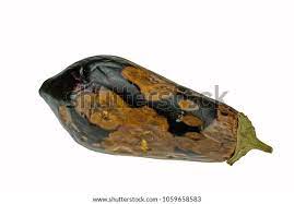 Fresh and Rotten Foods Object Detection Model by Edival