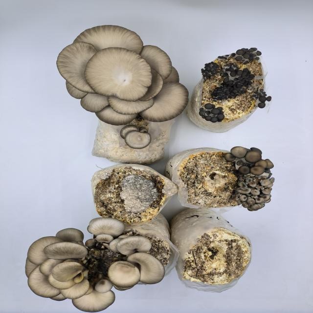 dog Instance Segmentation Dataset by TsingHuabrother