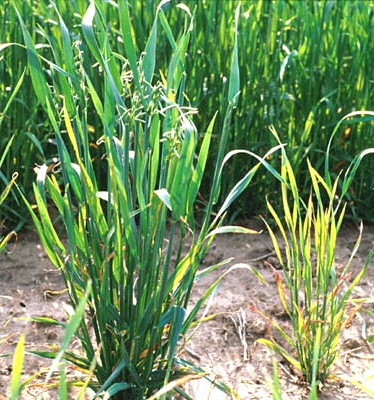 How to Use the Rice Plant Diseases Object Detection API