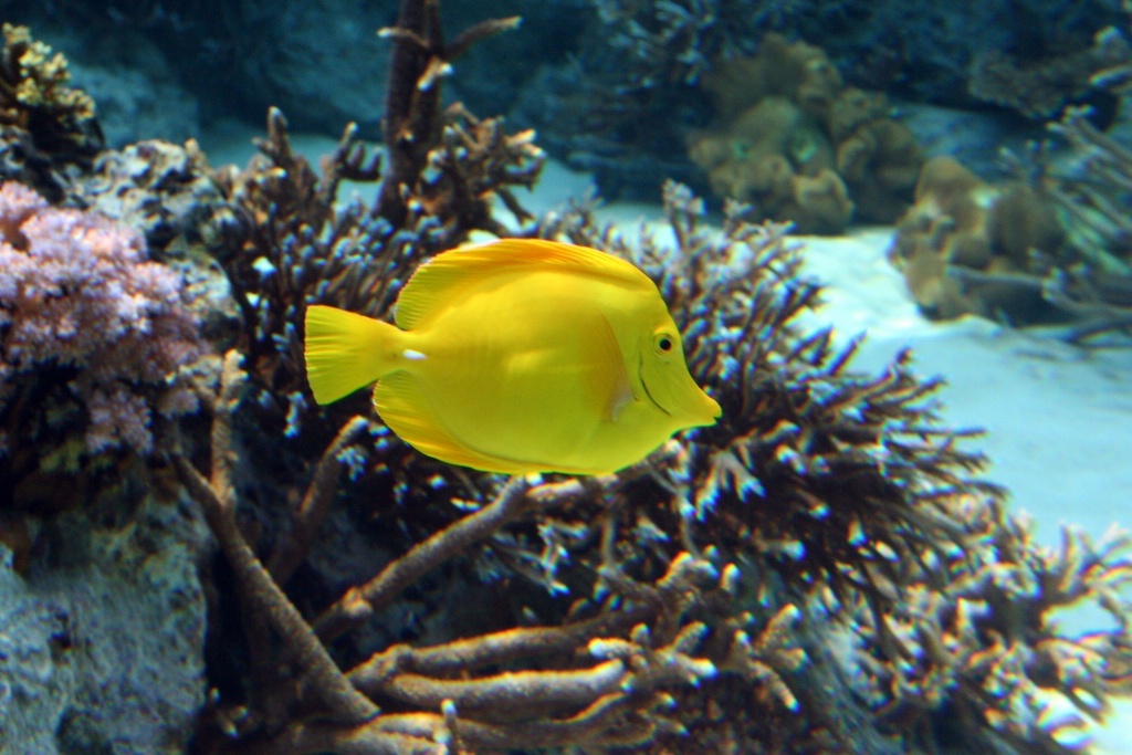 fish Object Detection Model by han chen