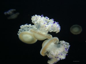 MiniProject Object Detection Dataset and Pre-Trained Model by mini2