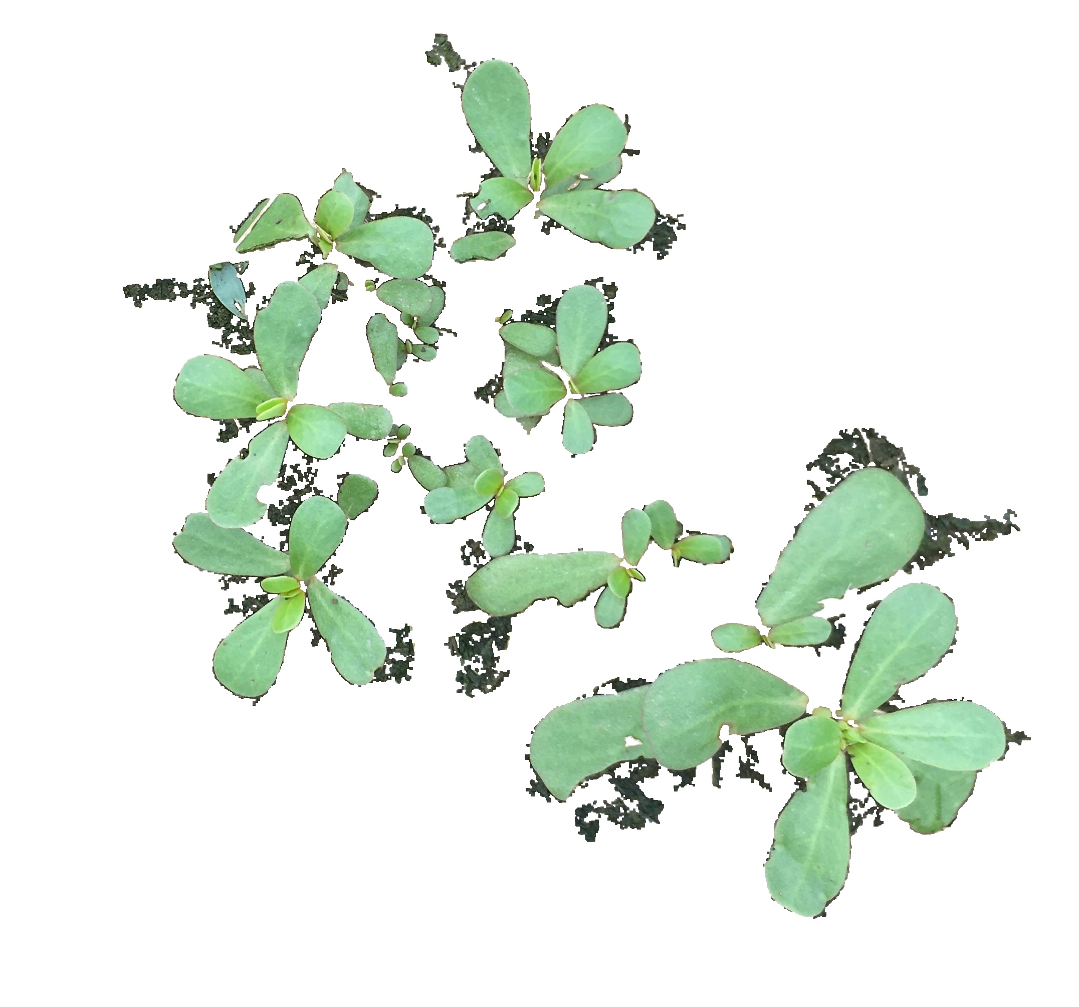 weeds corps processing Classification Dataset by remote