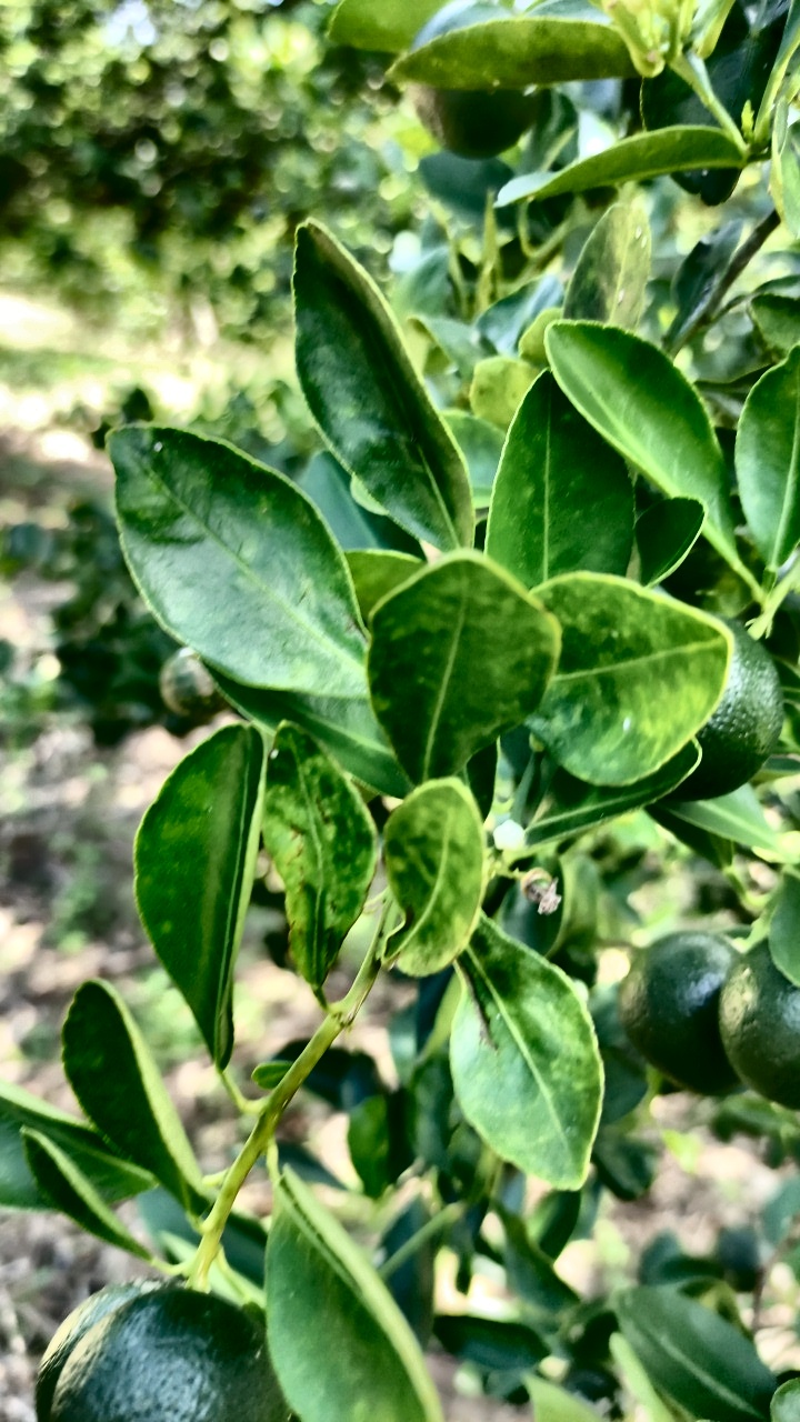 How to Use the MANUAL LABELING Object Detection API