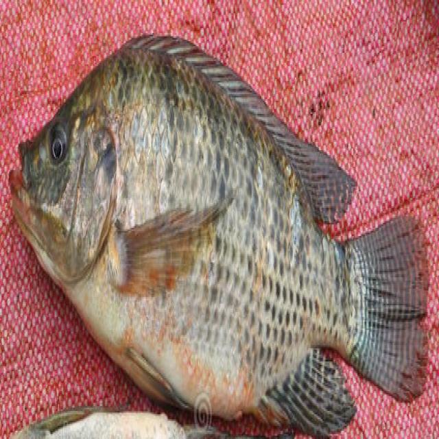 fish Object Detection Model by suifaa