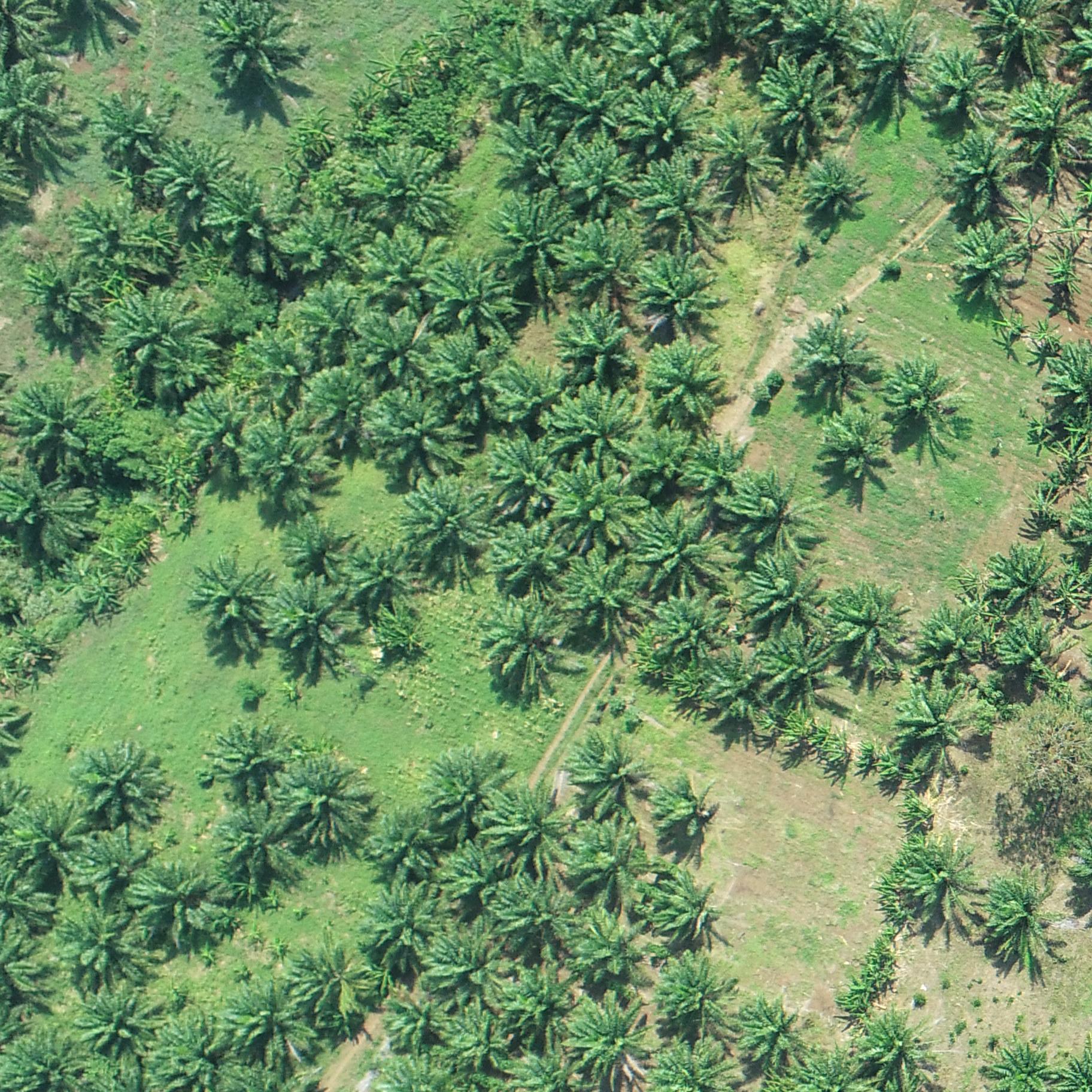 Palm Tree Label 200m Splitted Object Detection Dataset by panopticindoor