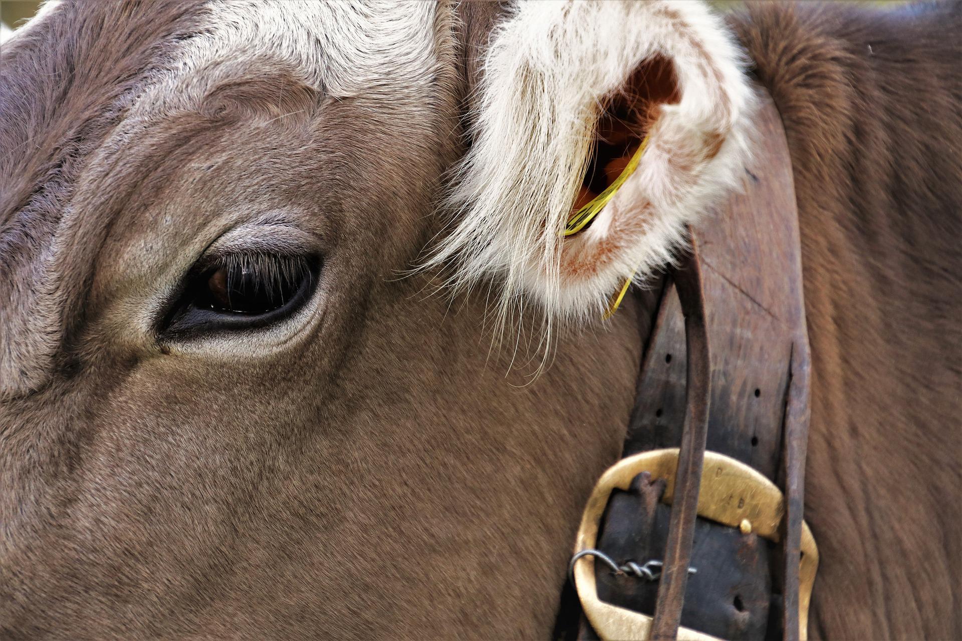 penyakit mata sapi Object Detection Dataset by fachri