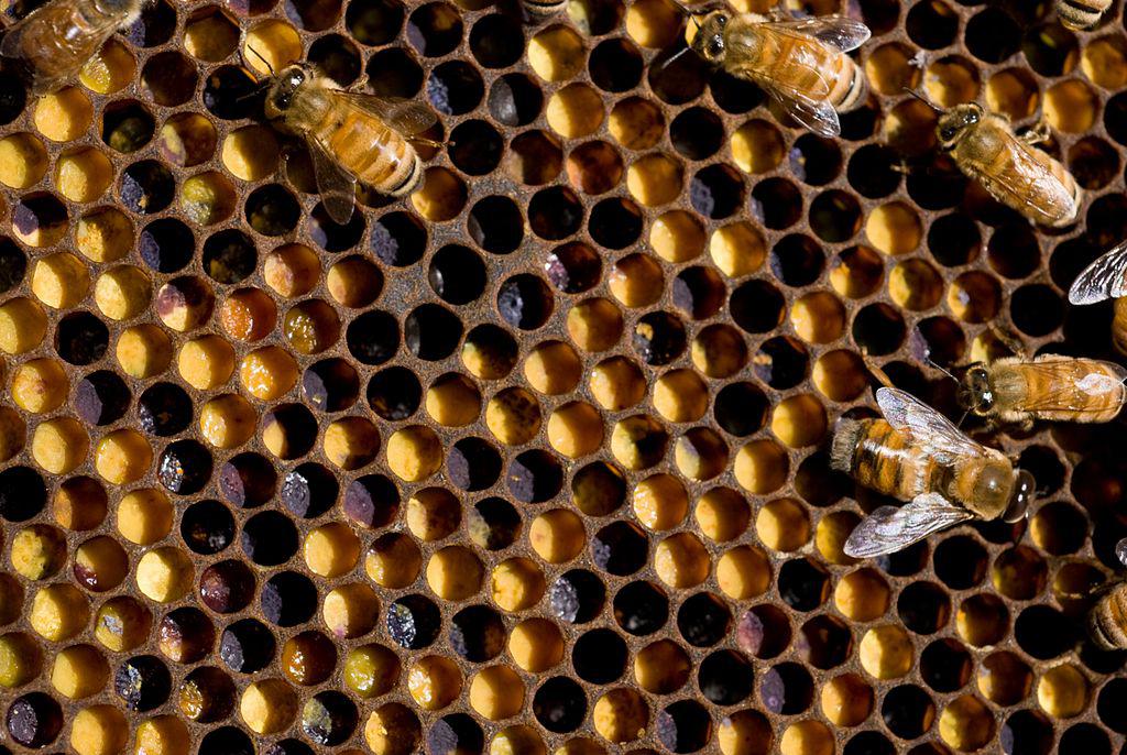 BeeSee Object Detection Dataset by OSUBee