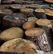 Wood log classification Classification Model by Harshit Gautam