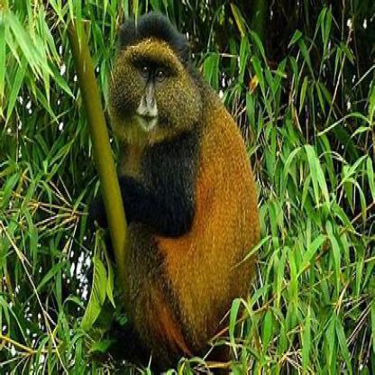 monkey Object Detection Model by POP