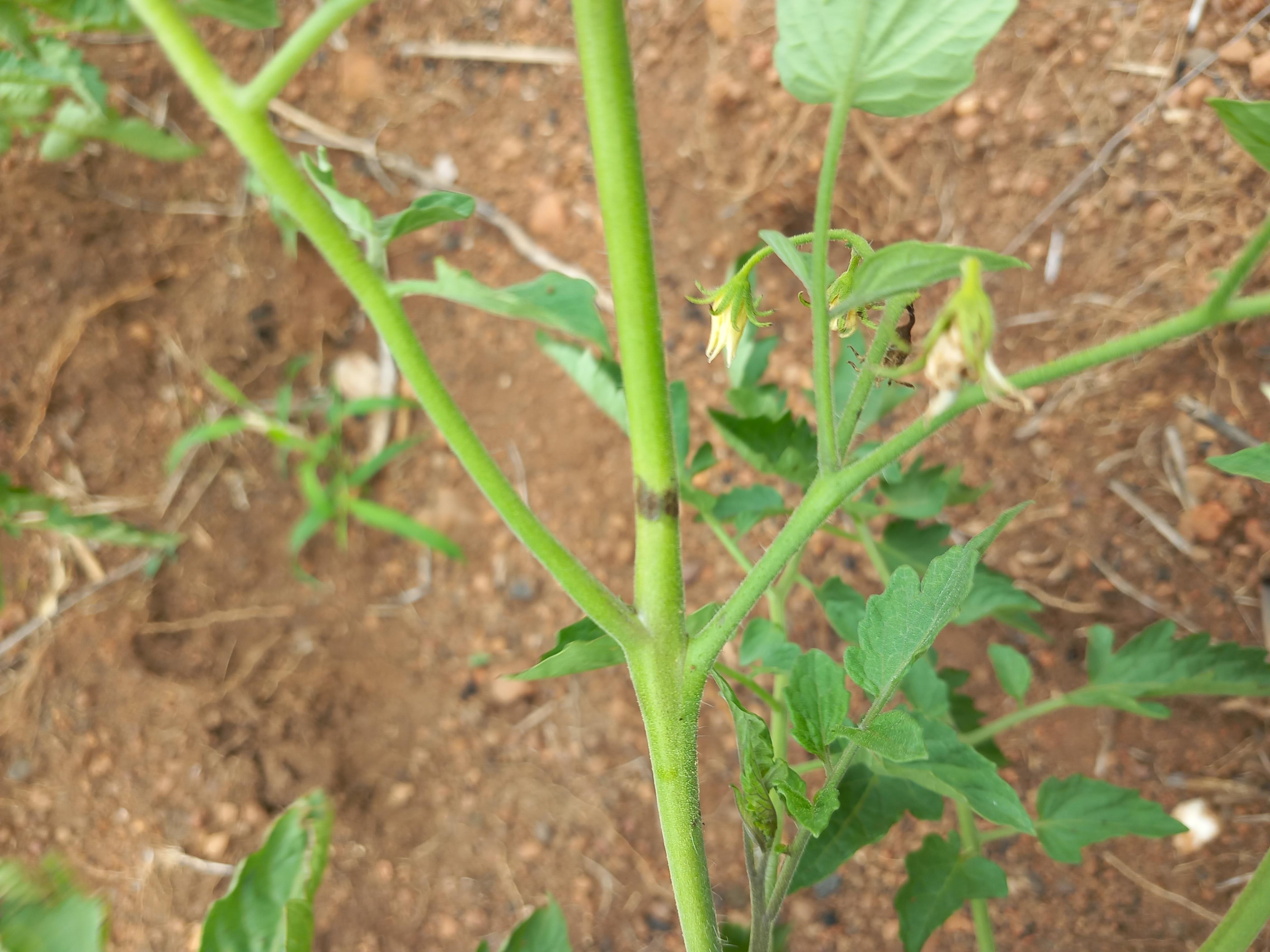 Tdd Large Object Detection Dataset And Pre Trained Model By Tomato Disease