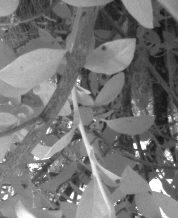 Blueberry F Object Detection Dataset by Luis Osses