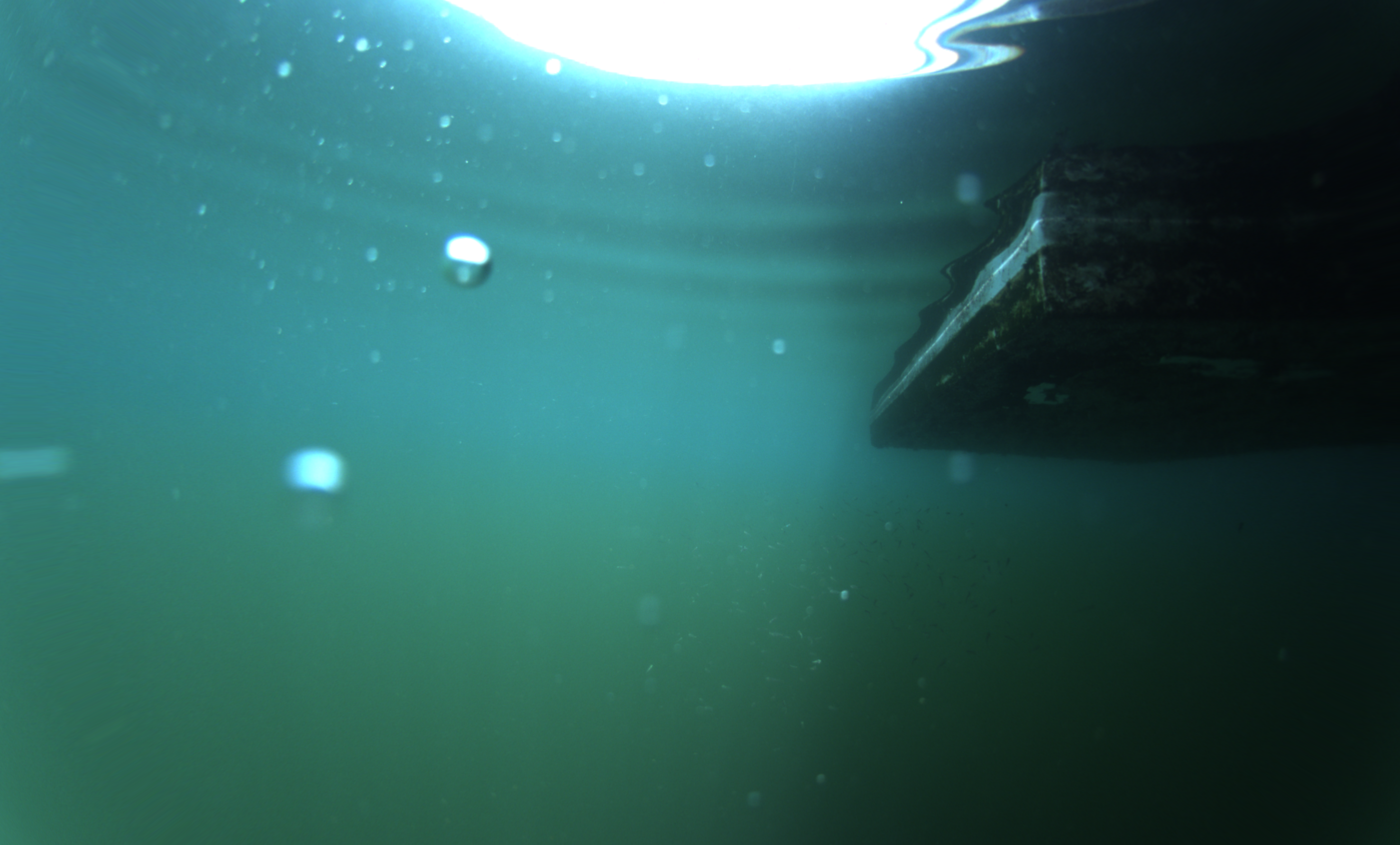 How to Use the Fish_Keypoint Keypoint Detection API