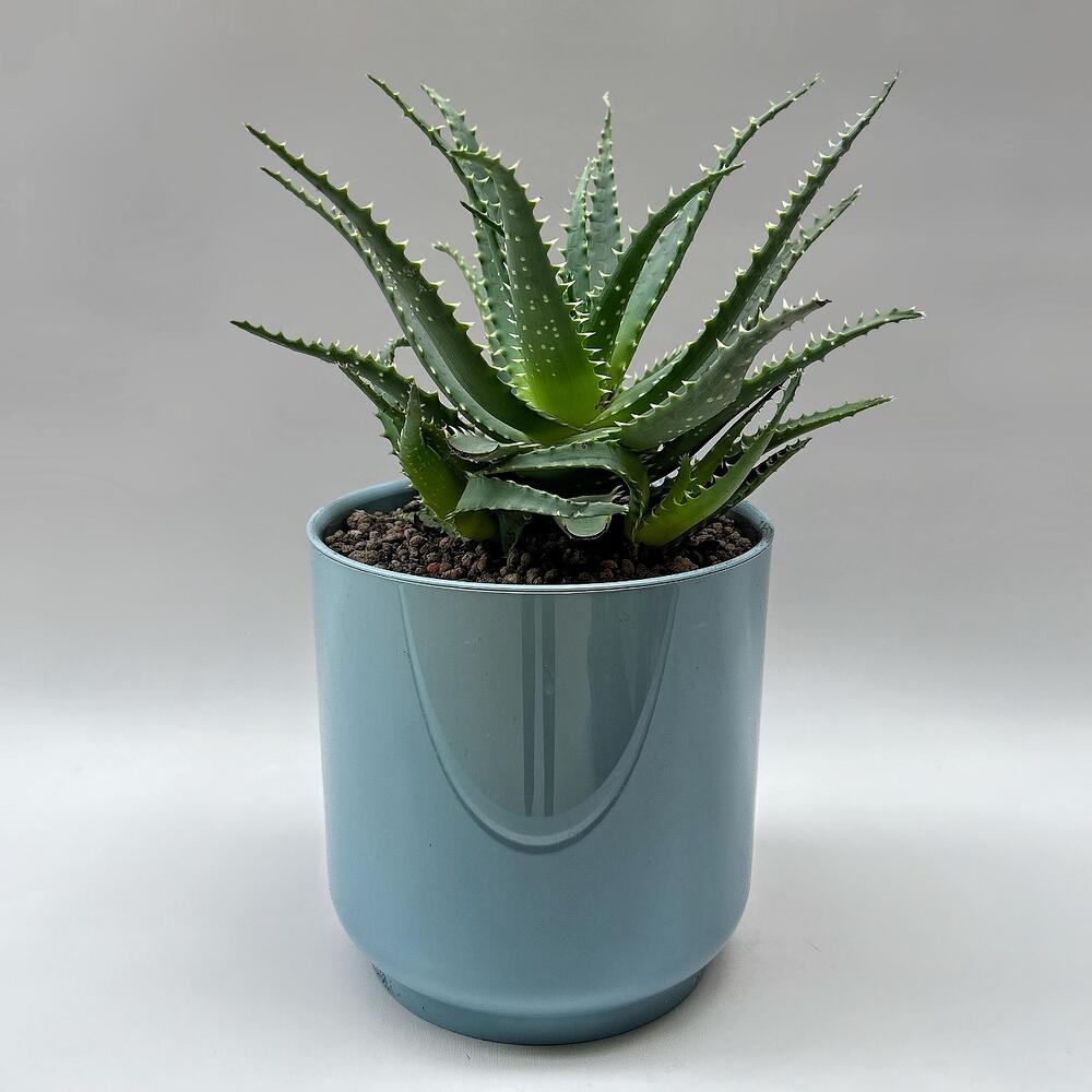 SomeFlowers-v2 Object Detection Dataset by pashakx