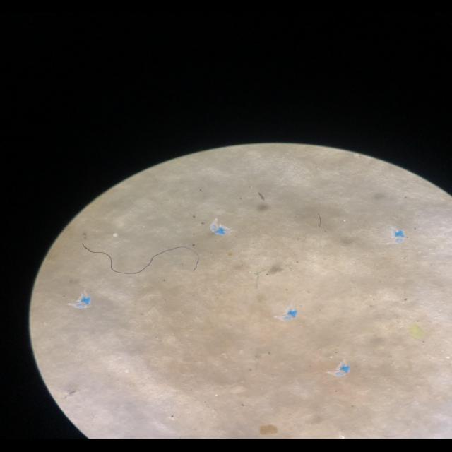 Microplastics_Project_v2 Object Detection Dataset by MicroplasticsProject