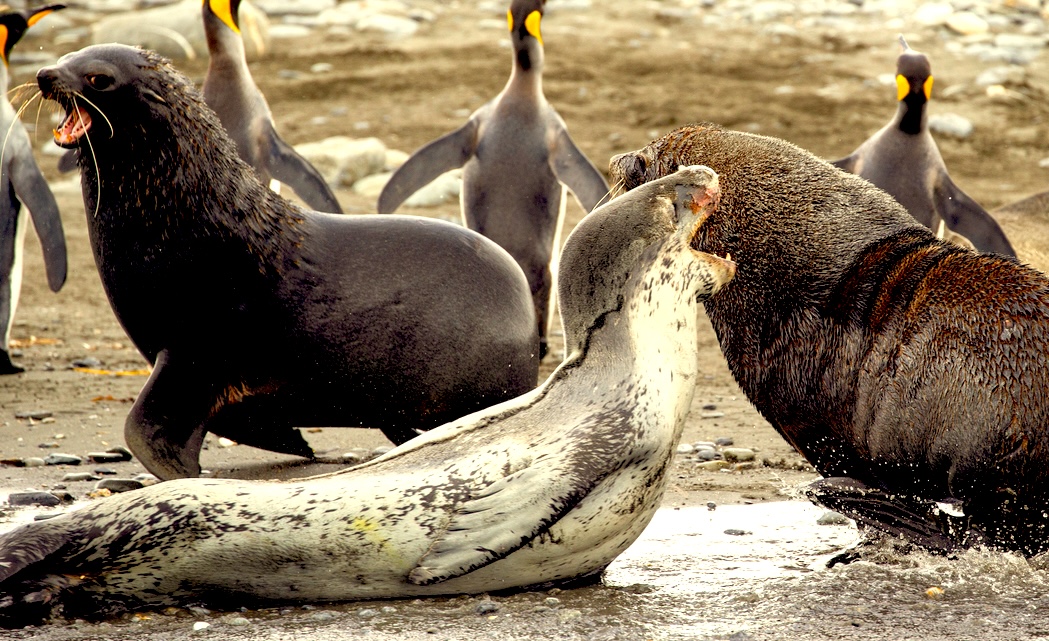 ALSRS Object Detection Dataset and Pre-Trained Model by Seal Recognition