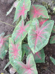 caladium bicolor Object Detection Dataset by plant image annotation