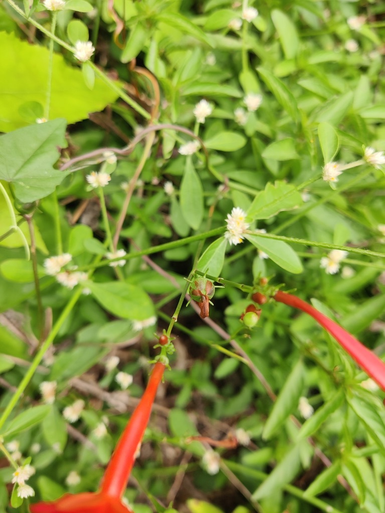 ipomoea hederifolia Object Detection Dataset by plant image annotation