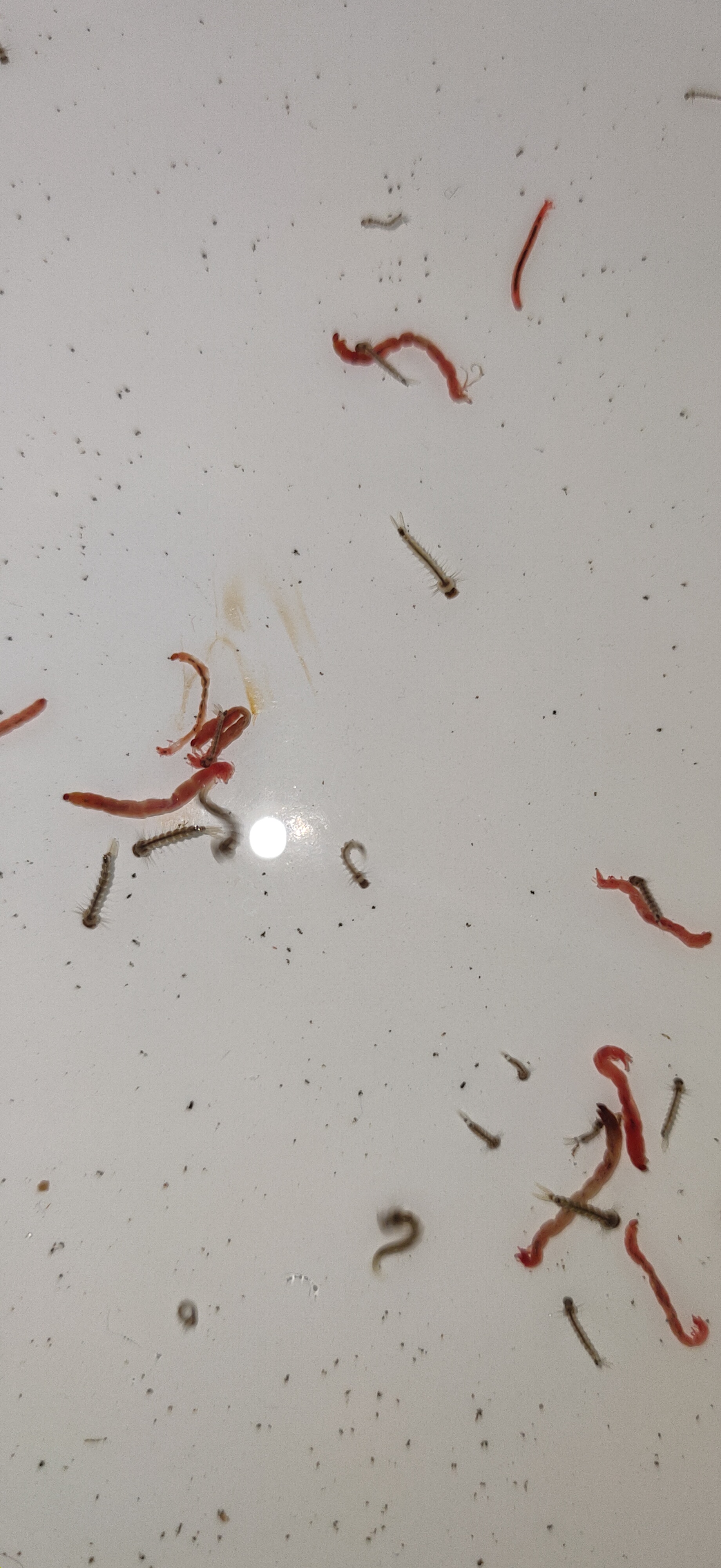 How to Use the Mosquito Larvae and Blood Worm Object Detection API