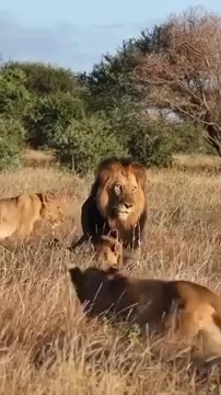 Lion Object Detection Dataset by dhanya