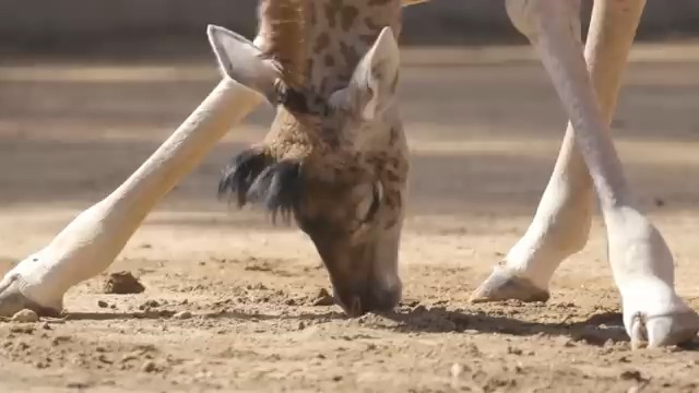 Giraffe Object Detection Dataset by dhanya