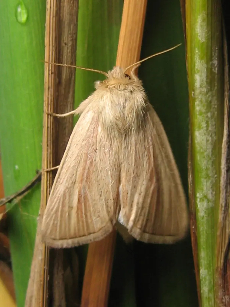 Pests Object Detection Model by GuGuGu