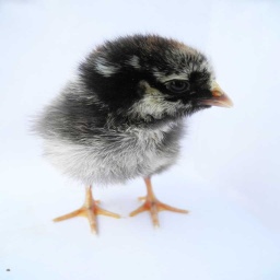 Chicken and duck 1 Object Detection Dataset and Pre-Trained Model by Chicken and duck