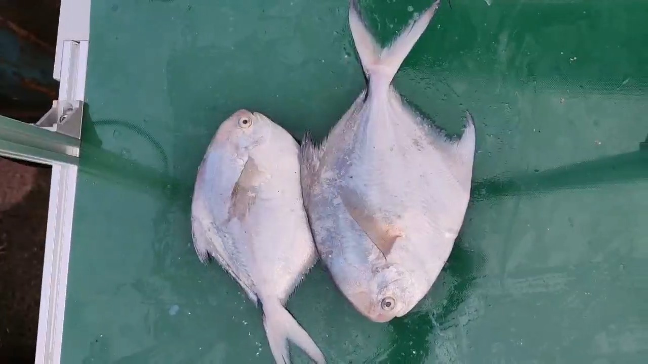 od-fsih Object Detection Model by exploadduck