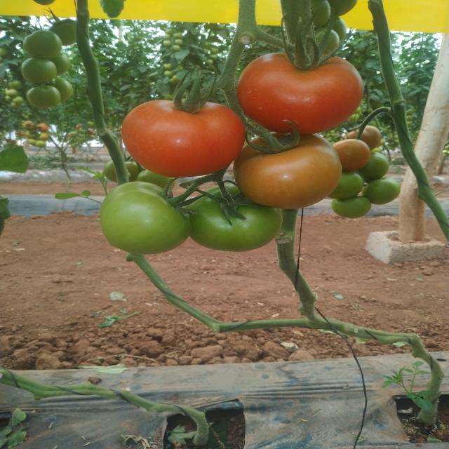 Tomatoes Object Detection Model by IIITDMJ