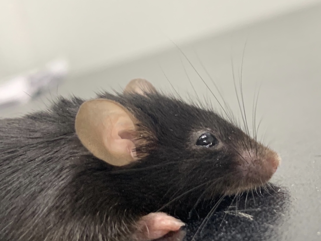 rat face detection Instance Segmentation Dataset and Pre-Trained Model ...