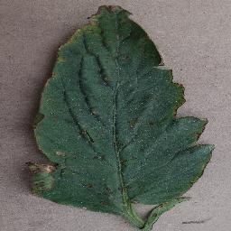 bell pepper(healthy) Instance Segmentation Model by Youssef Khaled