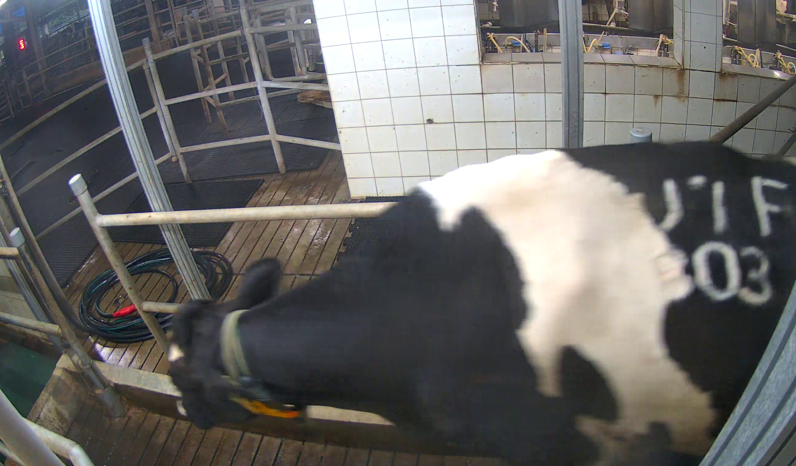 cow7 Object Detection Dataset by vertebrae