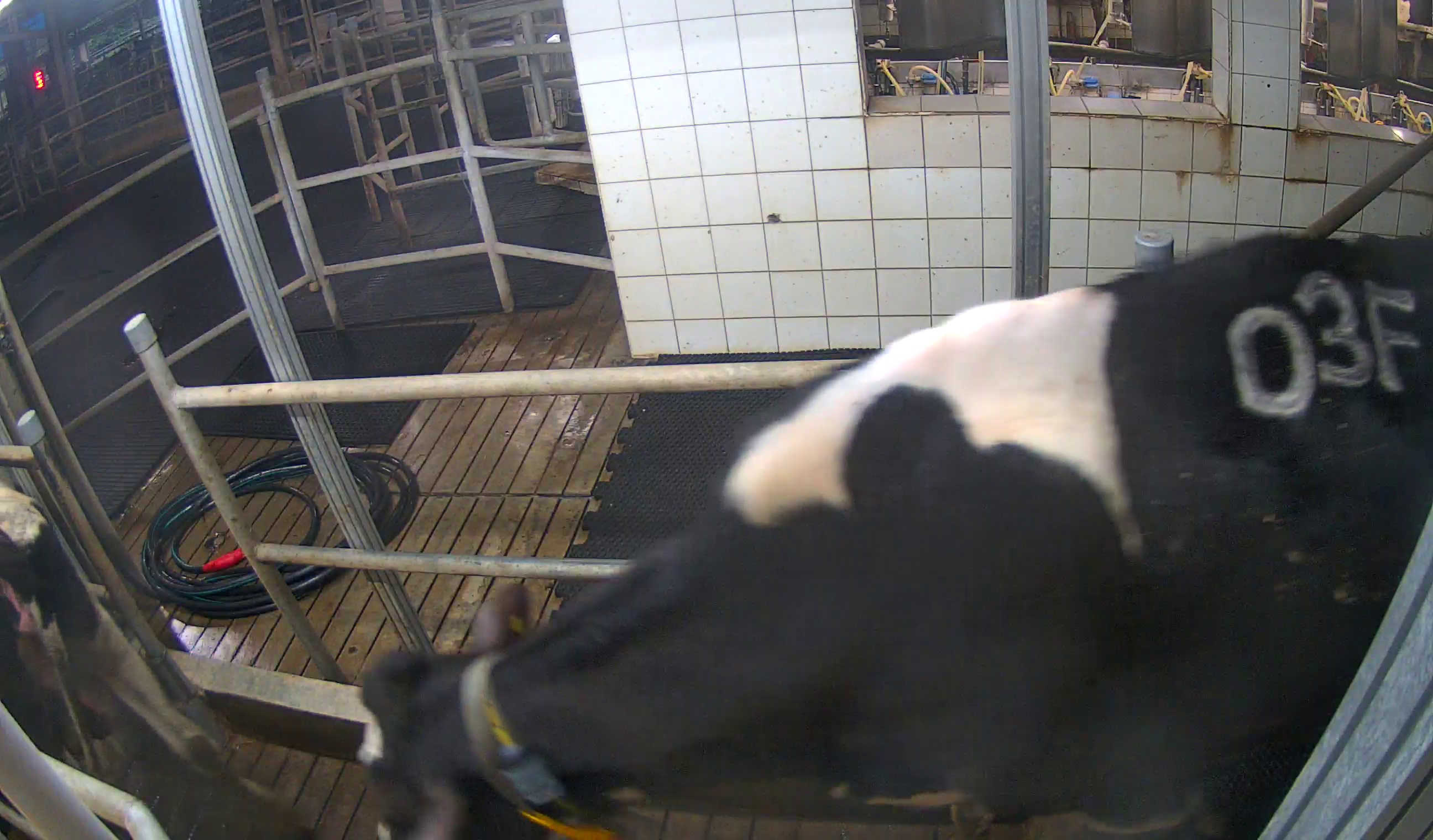 cow1 Object Detection Dataset by vertebrae