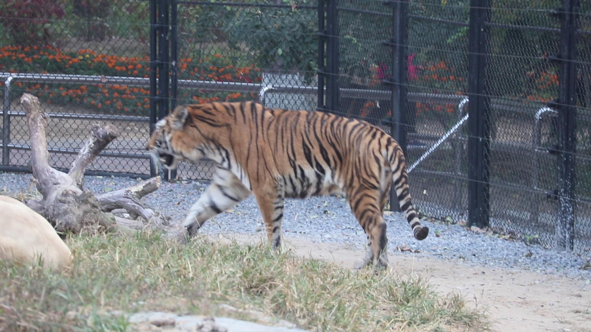 Tiger Object Detection Dataset by Forest