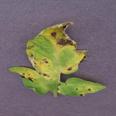 Crop Disease Identification Instance Segmentation Model by Capstone Project