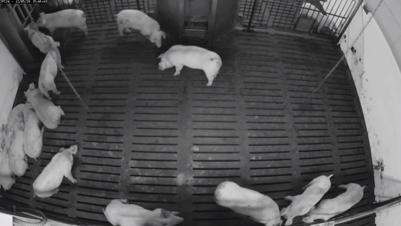 pig agression detection Object Detection Dataset by ngo-bibinbe-anne-marthe-sophie