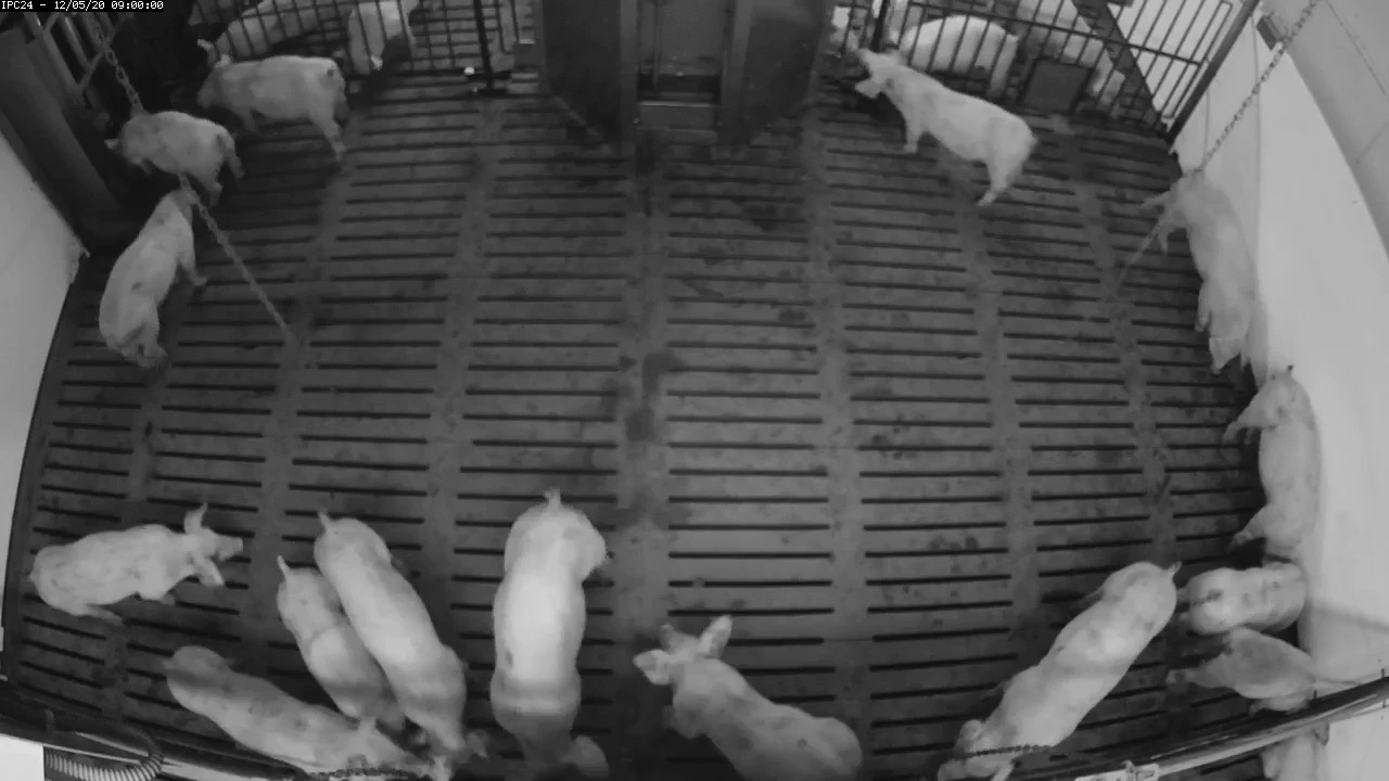 pig_dataset Object Detection Dataset by ngo-bibinbe-anne-marthe-sophie