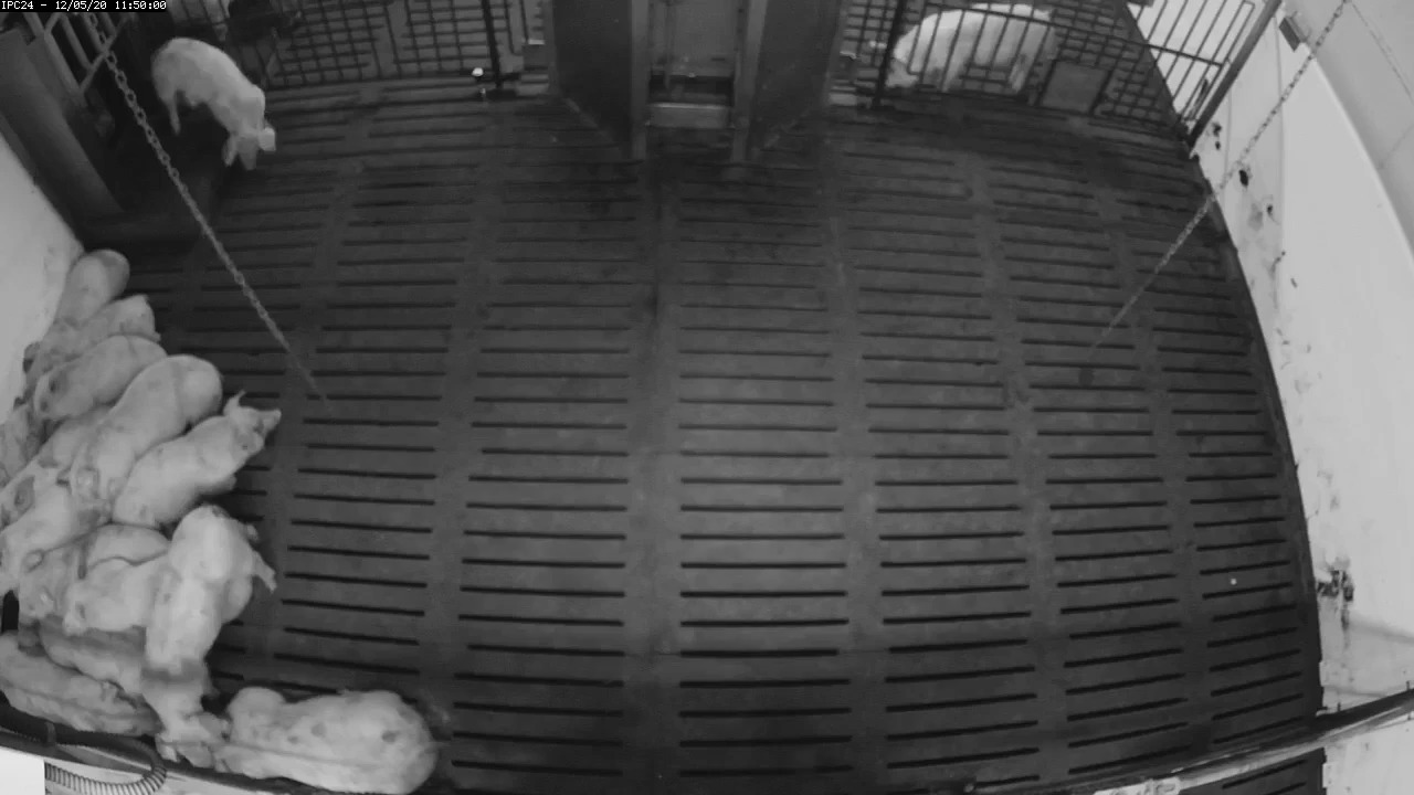 calf-face Classification Dataset by ngo-bibinbe-anne-marthe-sophie