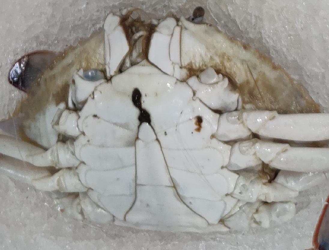 Crab Project Object Detection Model By Crab