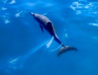 dolphin Object Detection Dataset by dolphin