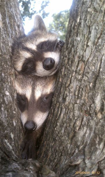 raccoon dog Object Detection Dataset by autumnben