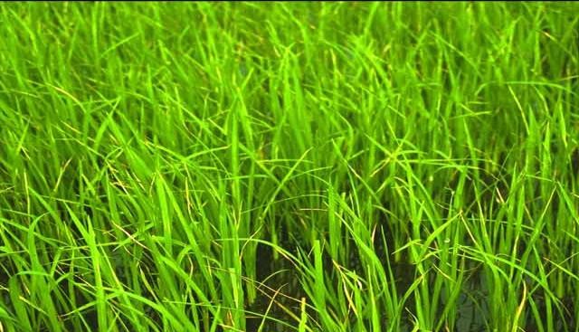 rice plant Object Detection Dataset by exelk