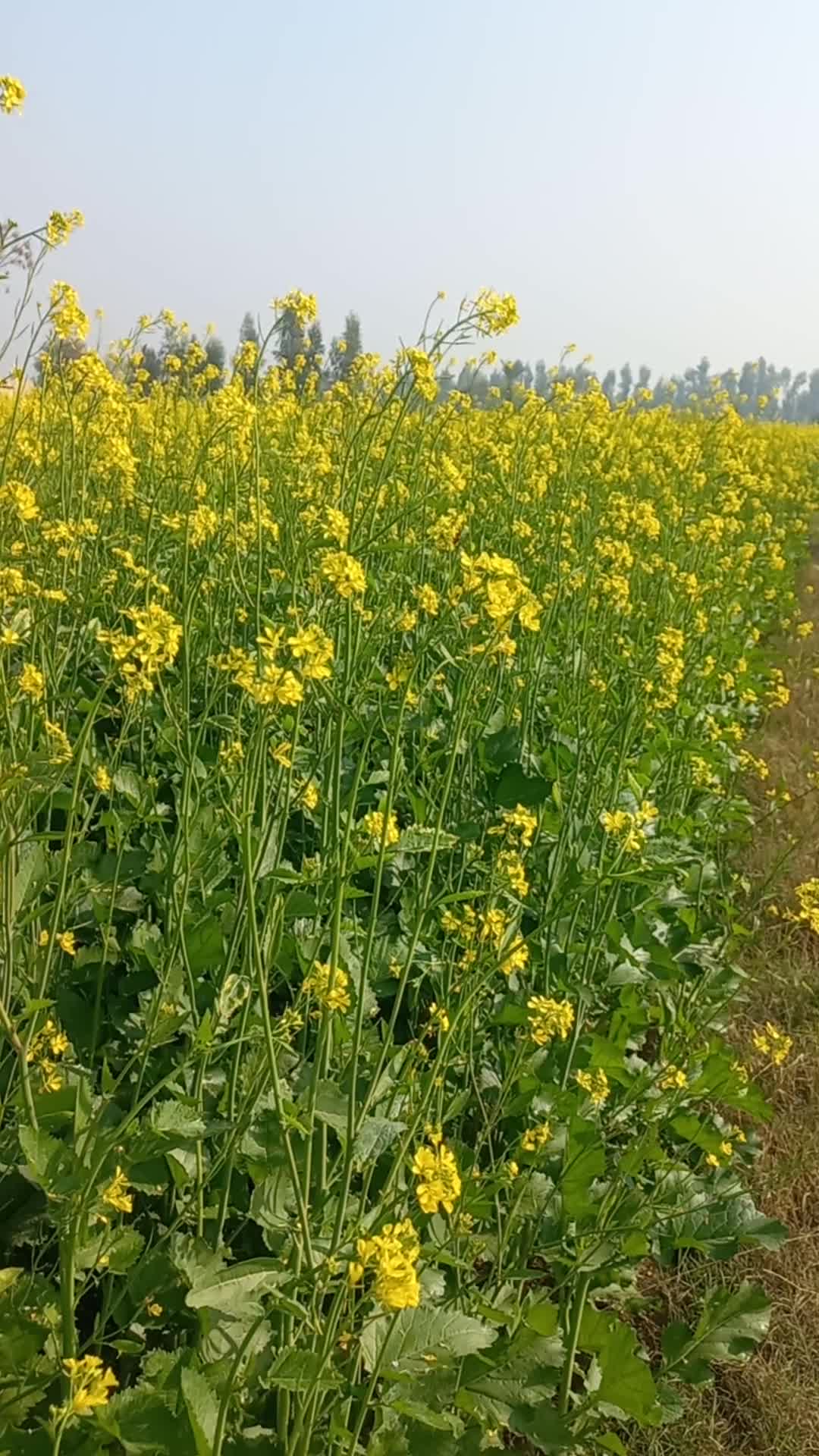 Honey-bee Object Detection Dataset by Pollinator Combined Dataset