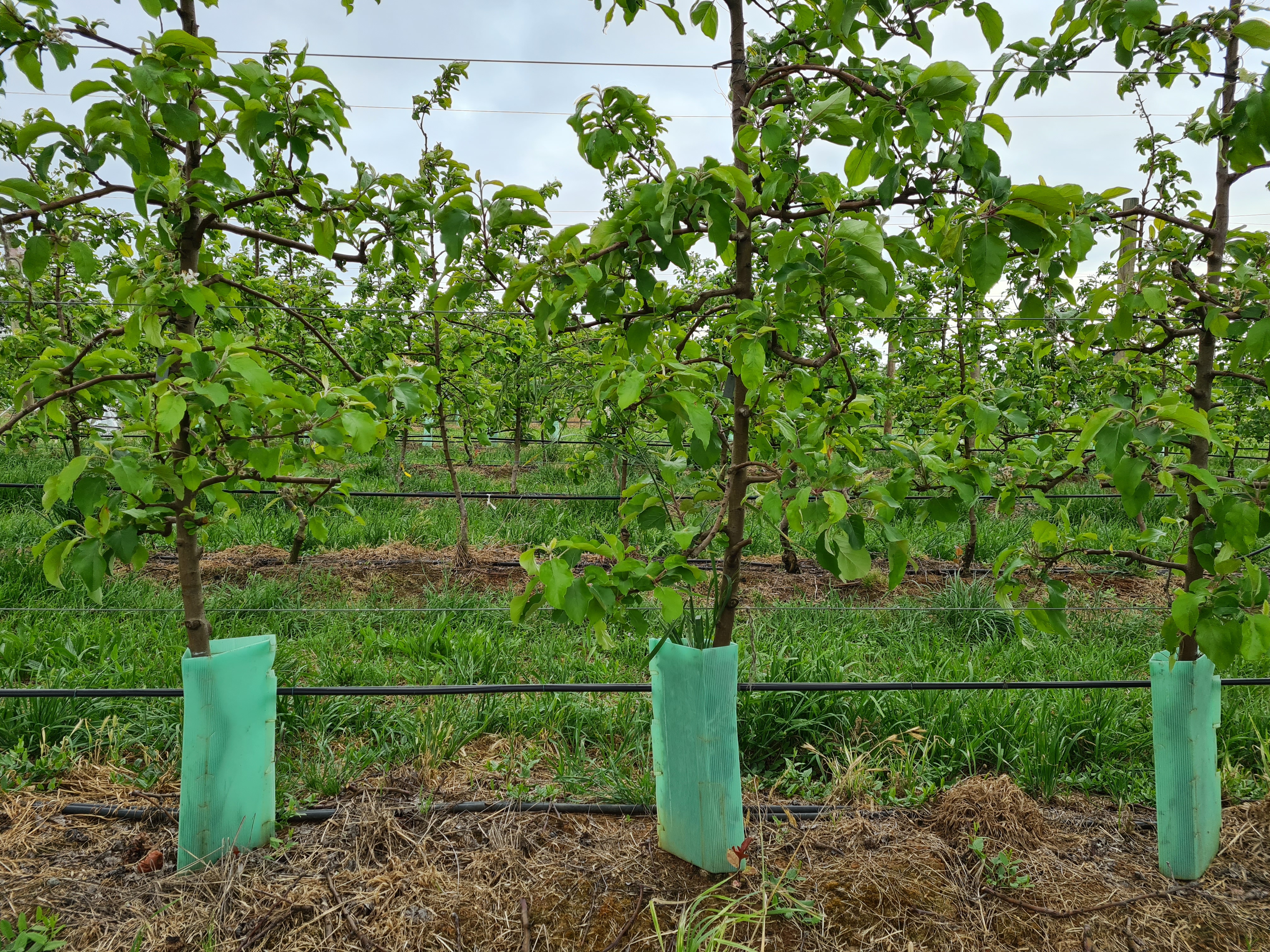 Apple Tree Wire Instance Segmentation Dataset by Apple Tree Wire