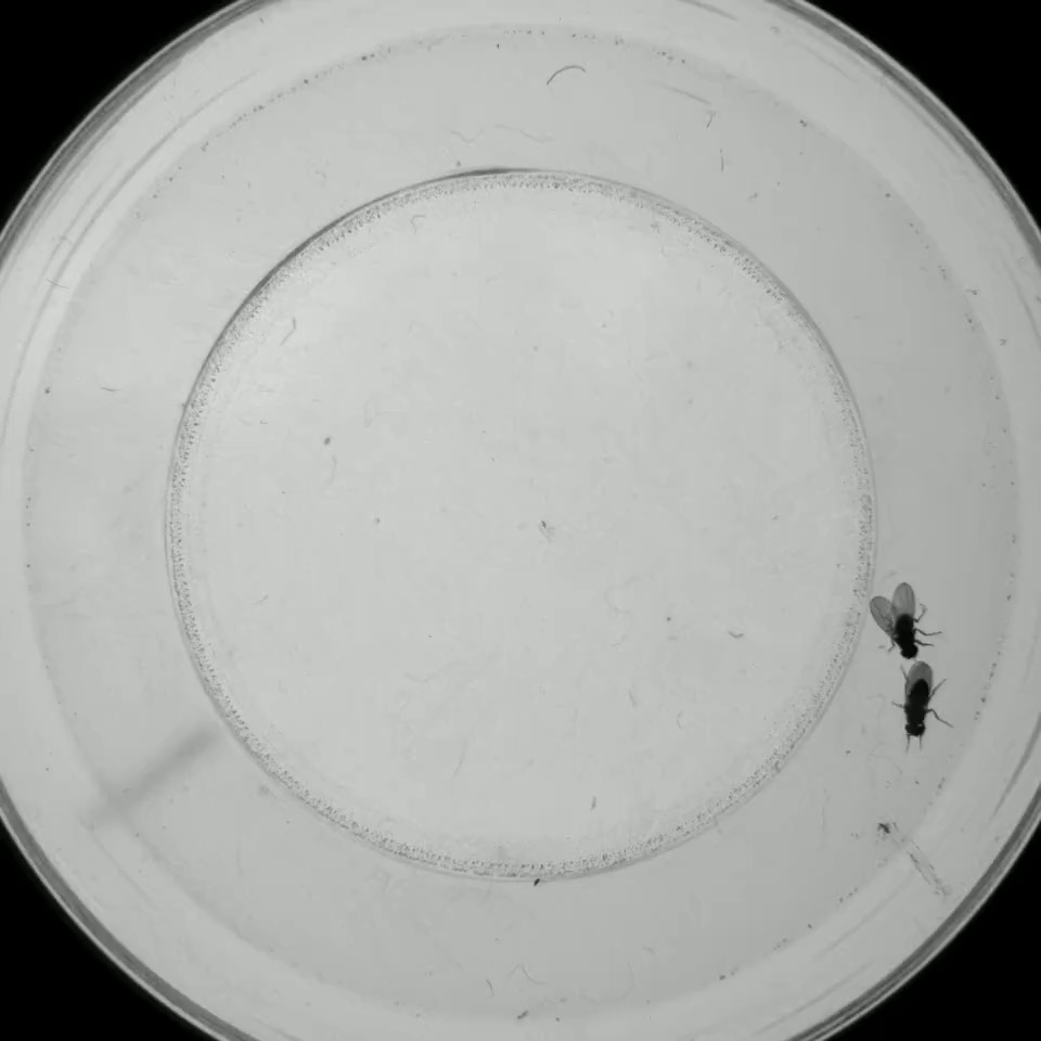 Standard_Arena Instance Segmentation Model by Courtshipanalysis