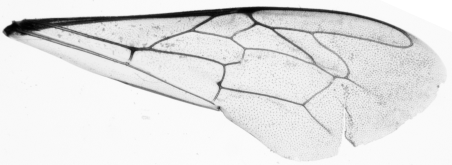 Bee wings tool Object Detection Model by hony bee