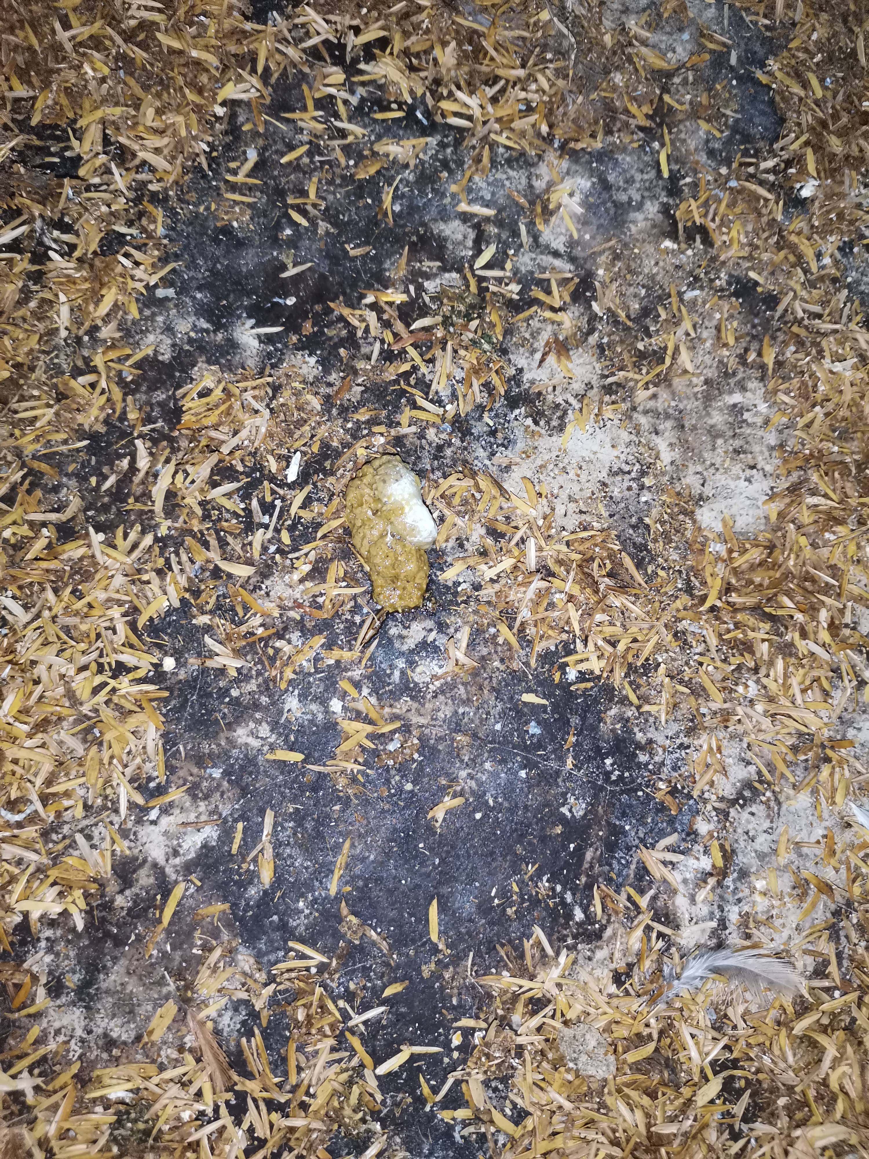 feces-classification shit 2 classes Object Detection Dataset by broil feces