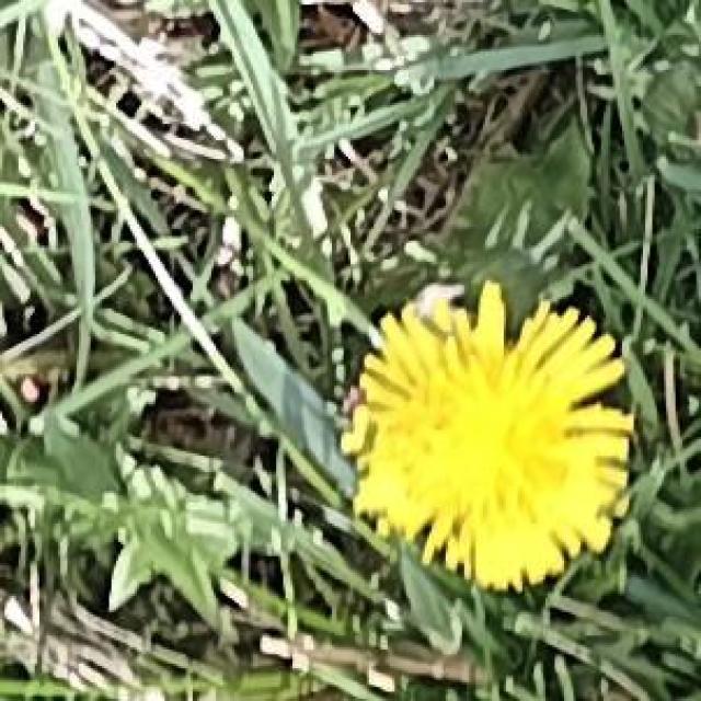 AI (ai-tm5yp) - Roboflow Universe