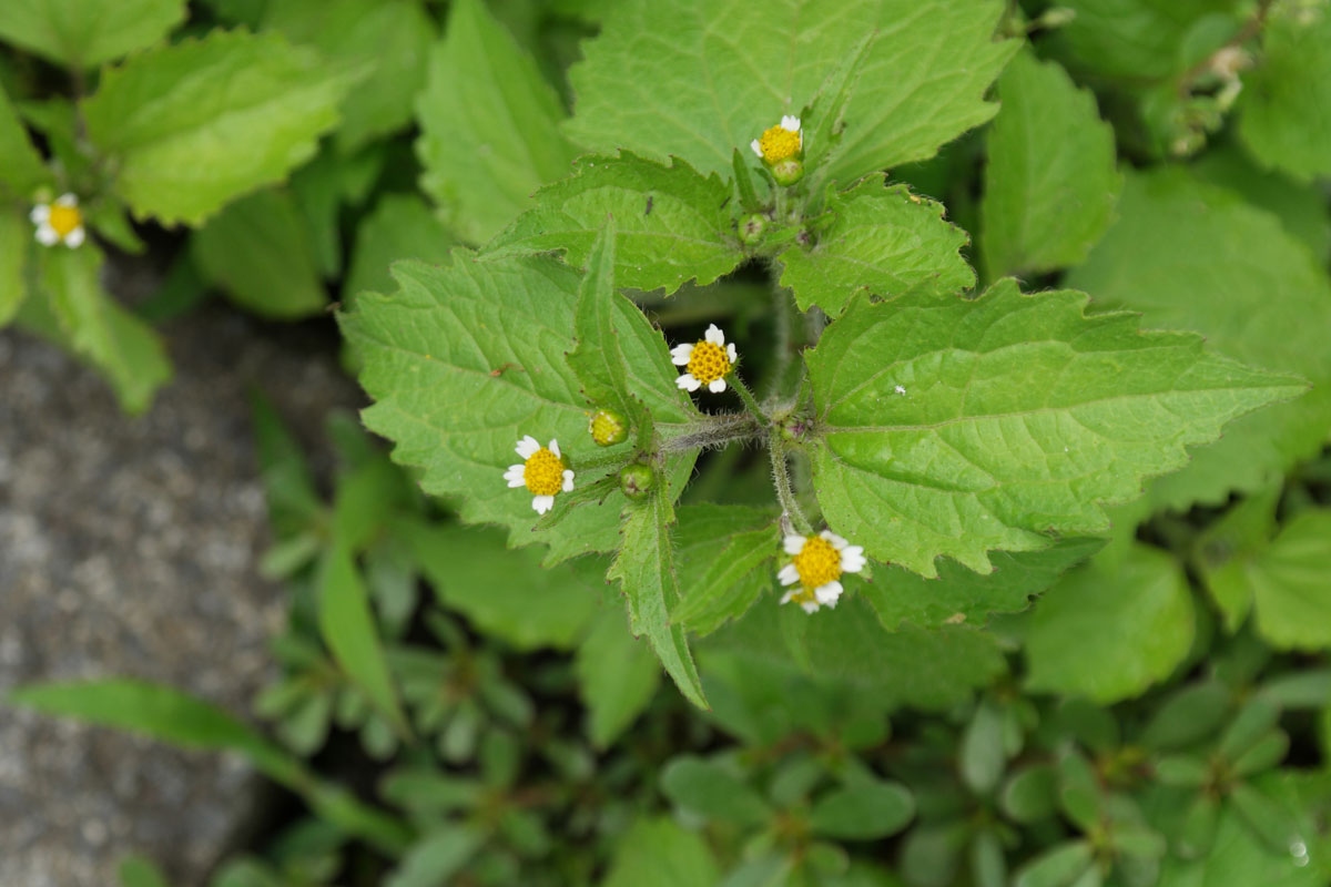 Weed detection Object Detection Model by anna university