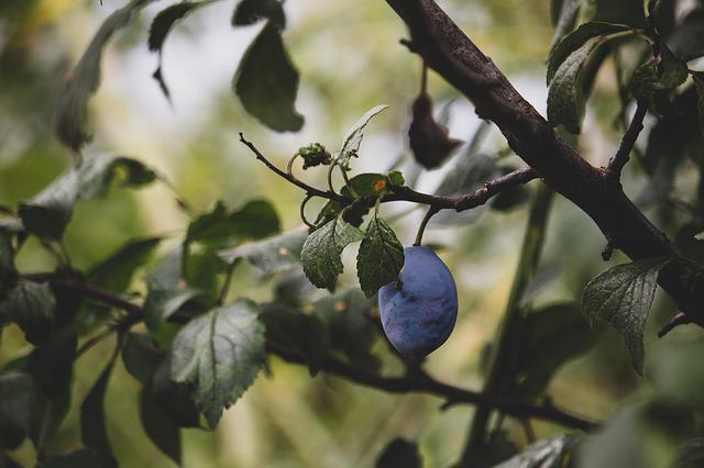 Plum Object Detection Dataset By Shj1864